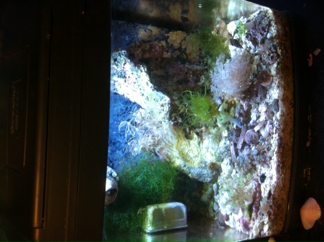 My 8 gallon BioCube retro with a Skkye 8W LED | REEF2REEF Saltwater and ...